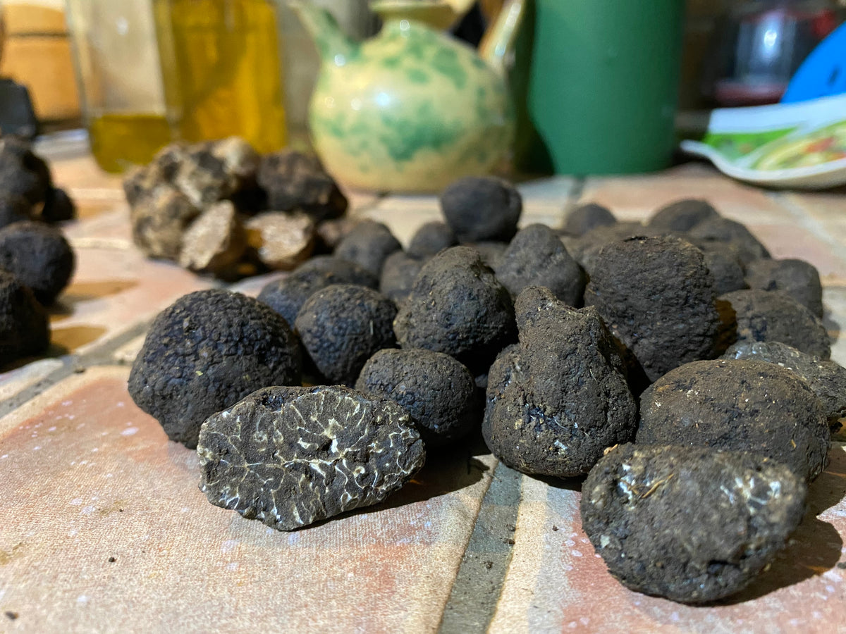 Black winter truffle (Tuber brumale) – Matteo-Truffles